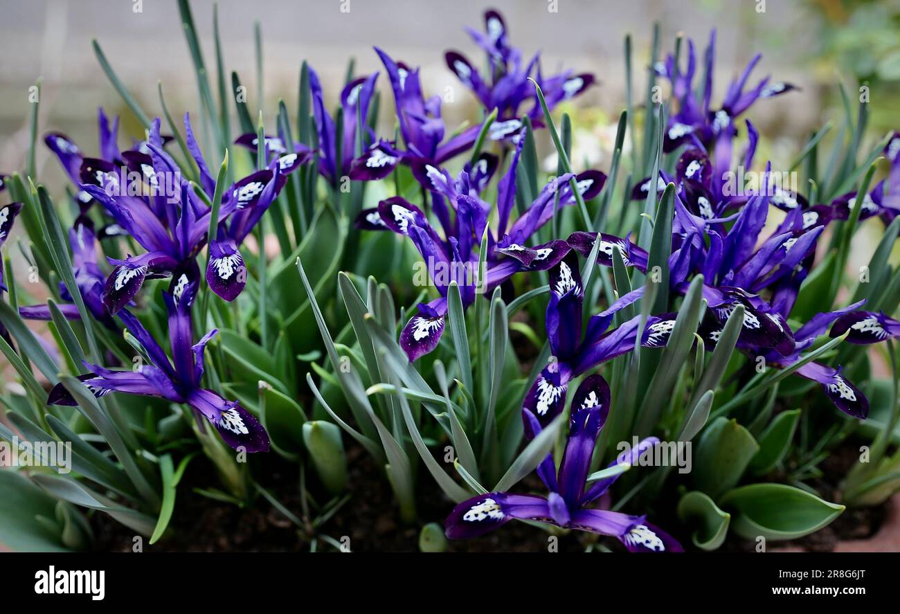 Iris reticulata Blue Note in full bloom in February, Oxford UK Stock ...