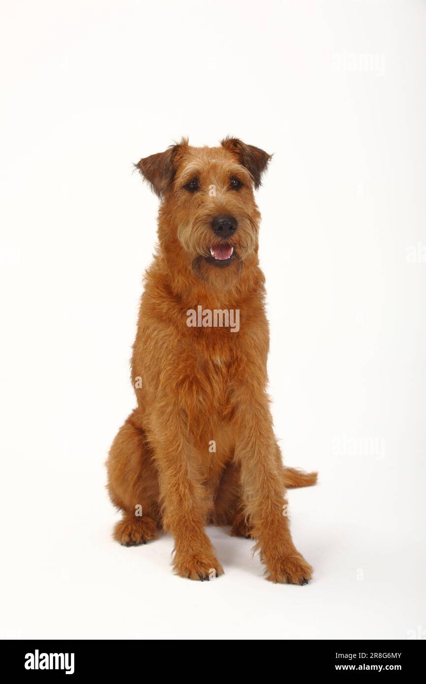 Irischer terrier hi-res stock photography and images - Alamy