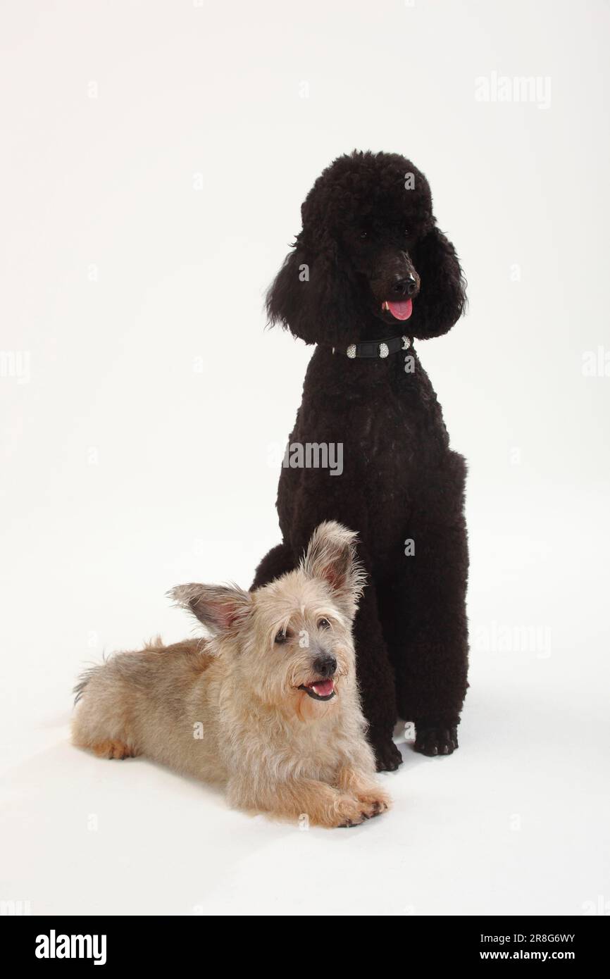 Large poodle, black, and mixed breed dog, king poodle, poodle Stock ...