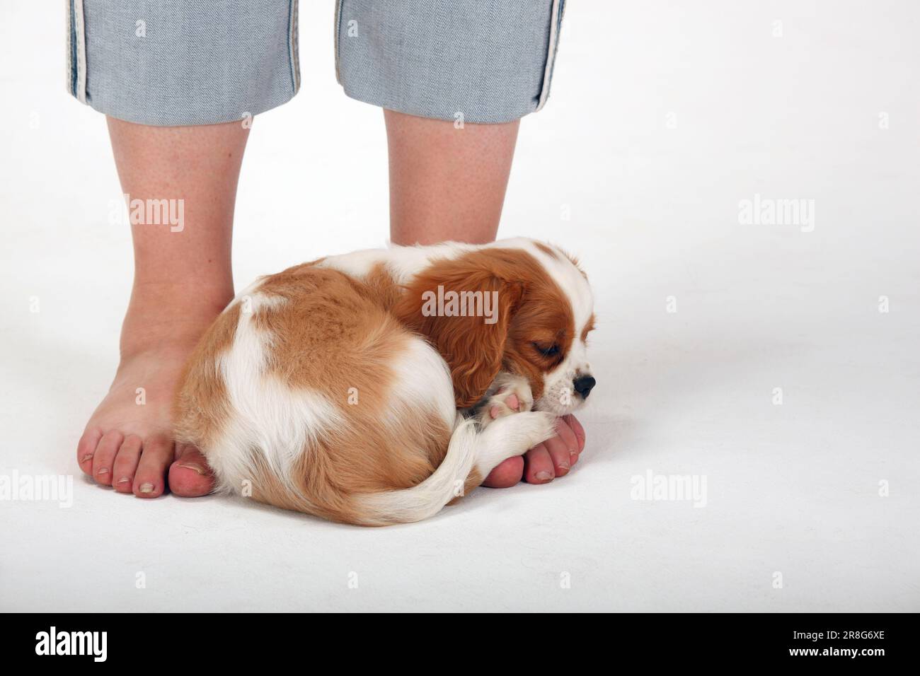 Cavalier King Charles Spaniel, puppy, blenheim, 10 weeks, sleeping on ...