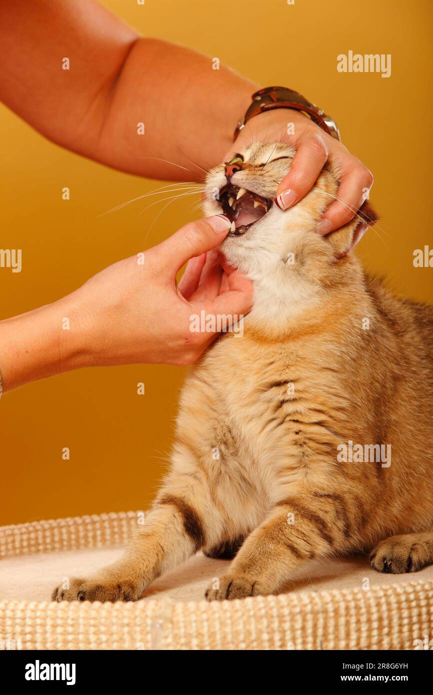 British shorthair cat, check teeth, check dentition Stock Photo - Alamy