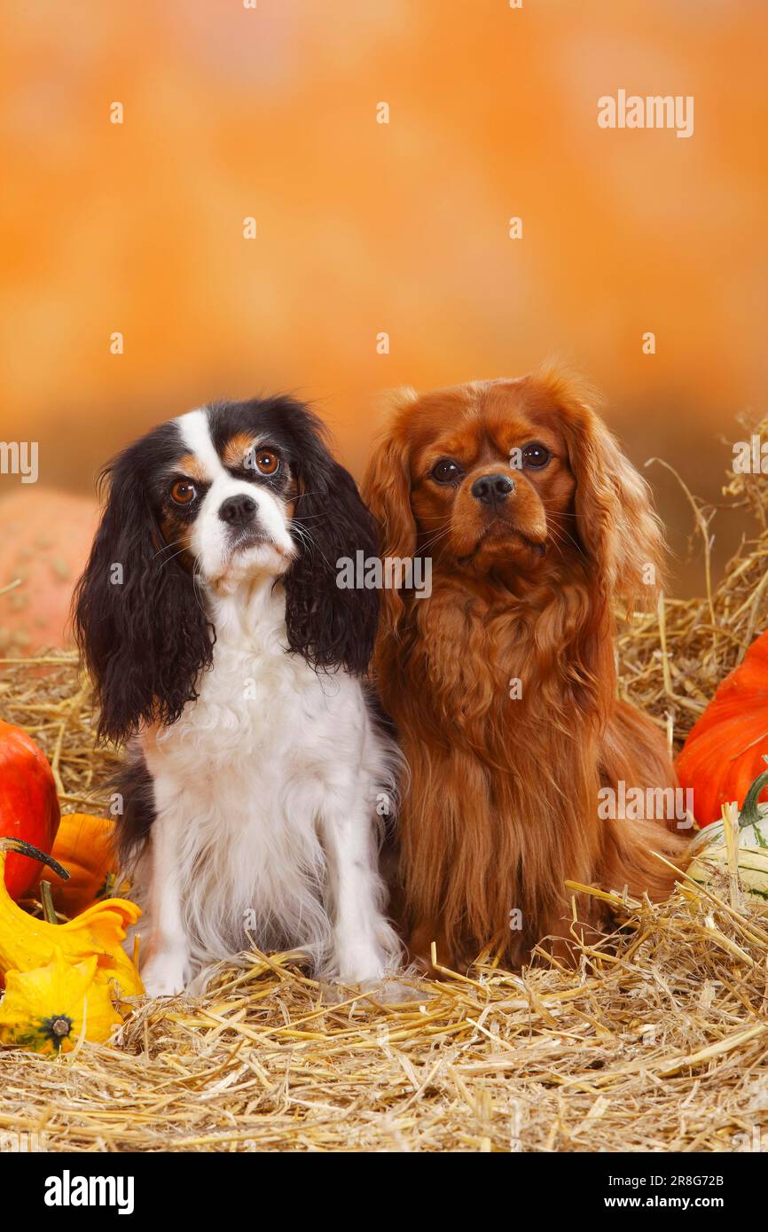 Cavalier King Charles Spaniel, tricolour and ruby red, straw Stock ...