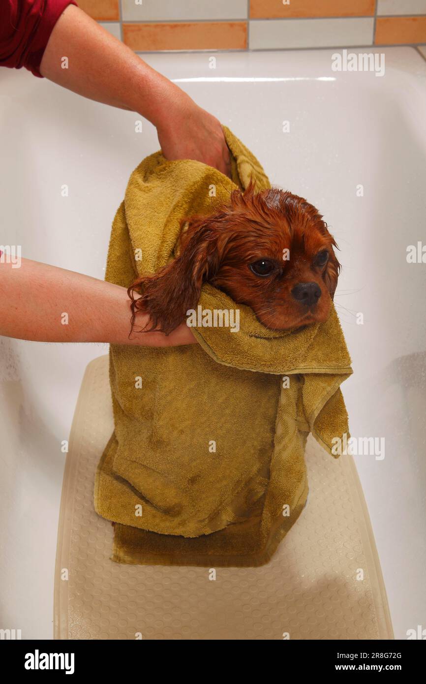 Cavalier King Charles Spaniel, ruby red, being bathed, bath tub, towel ...