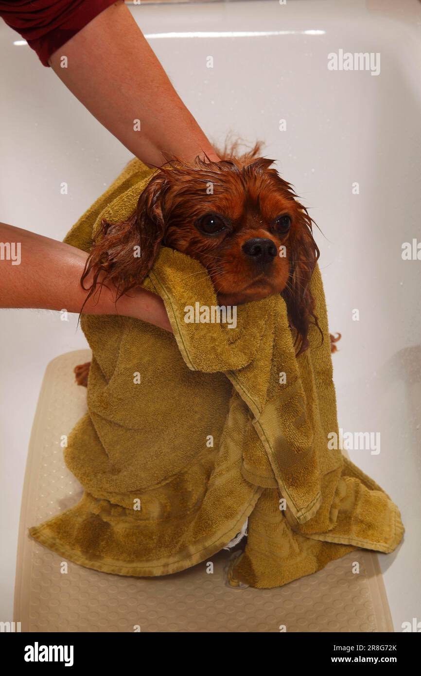 Cavalier King Charles Spaniel, ruby red, being bathed, bath tub, towel ...