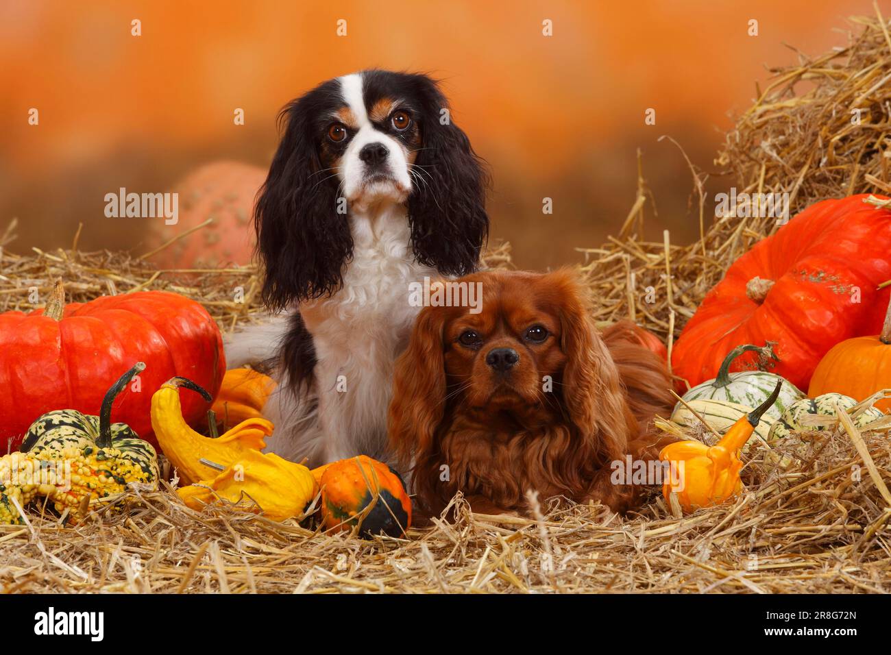 Cavalier King Charles Spaniel, tricolour and ruby red, straw Stock ...