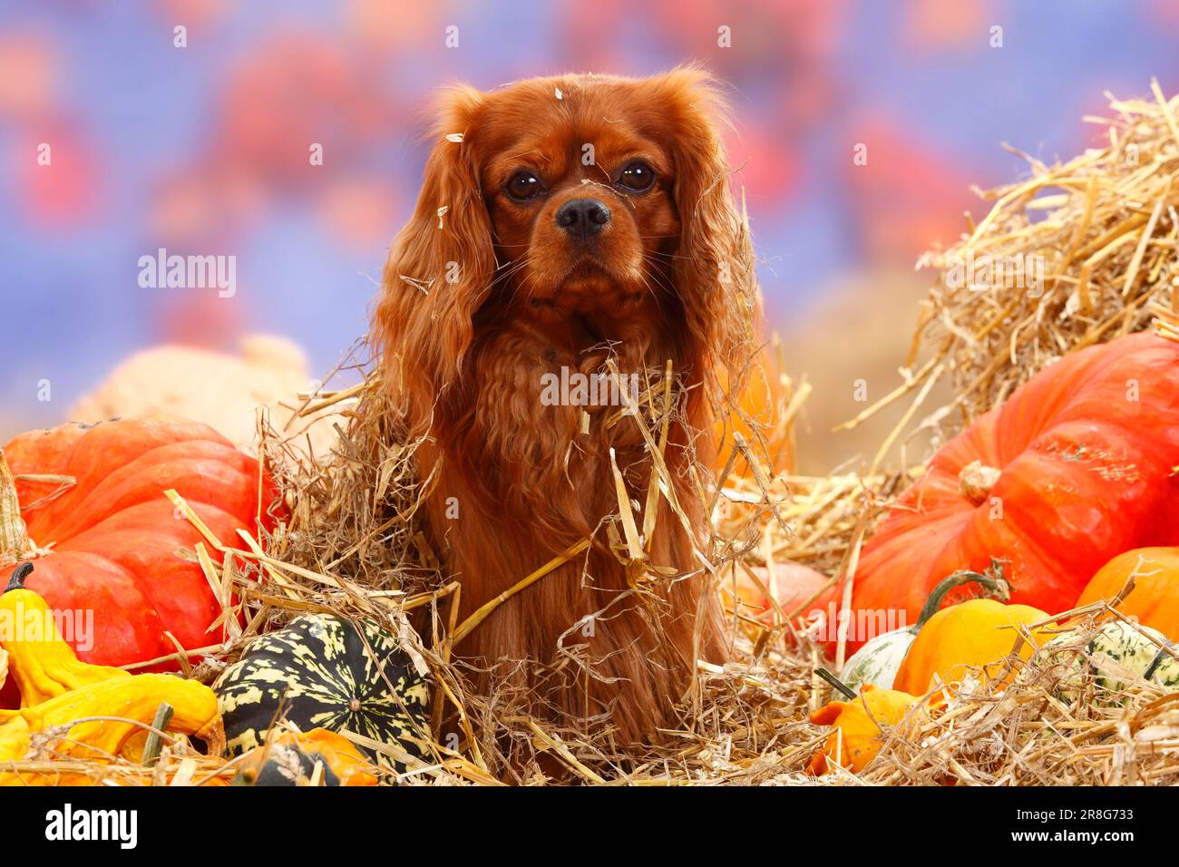 Ruby coloured hi-res stock photography and images - Alamy