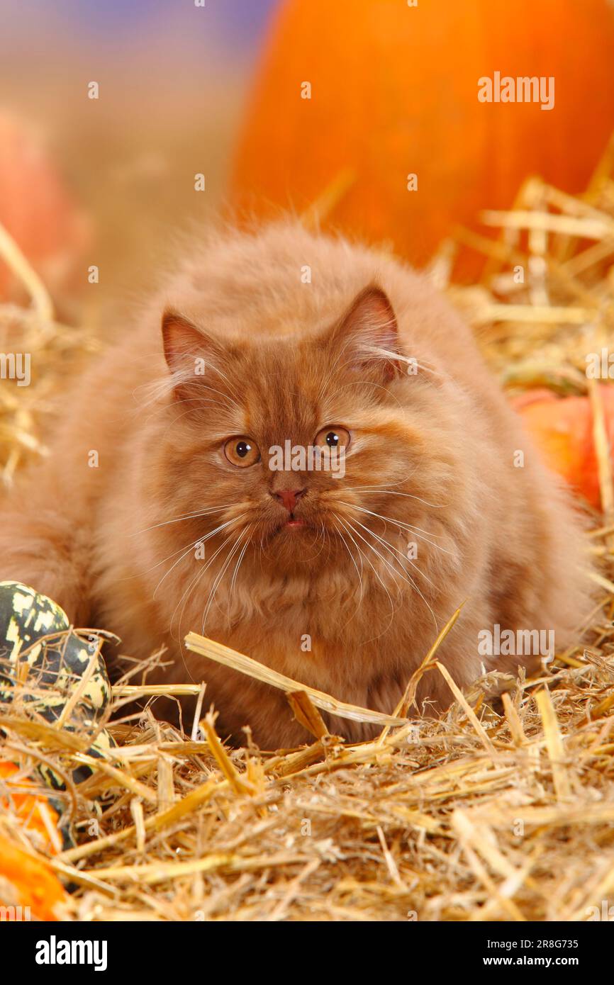 Cinnamon tortie straw hi-res stock photography and images - Alamy
