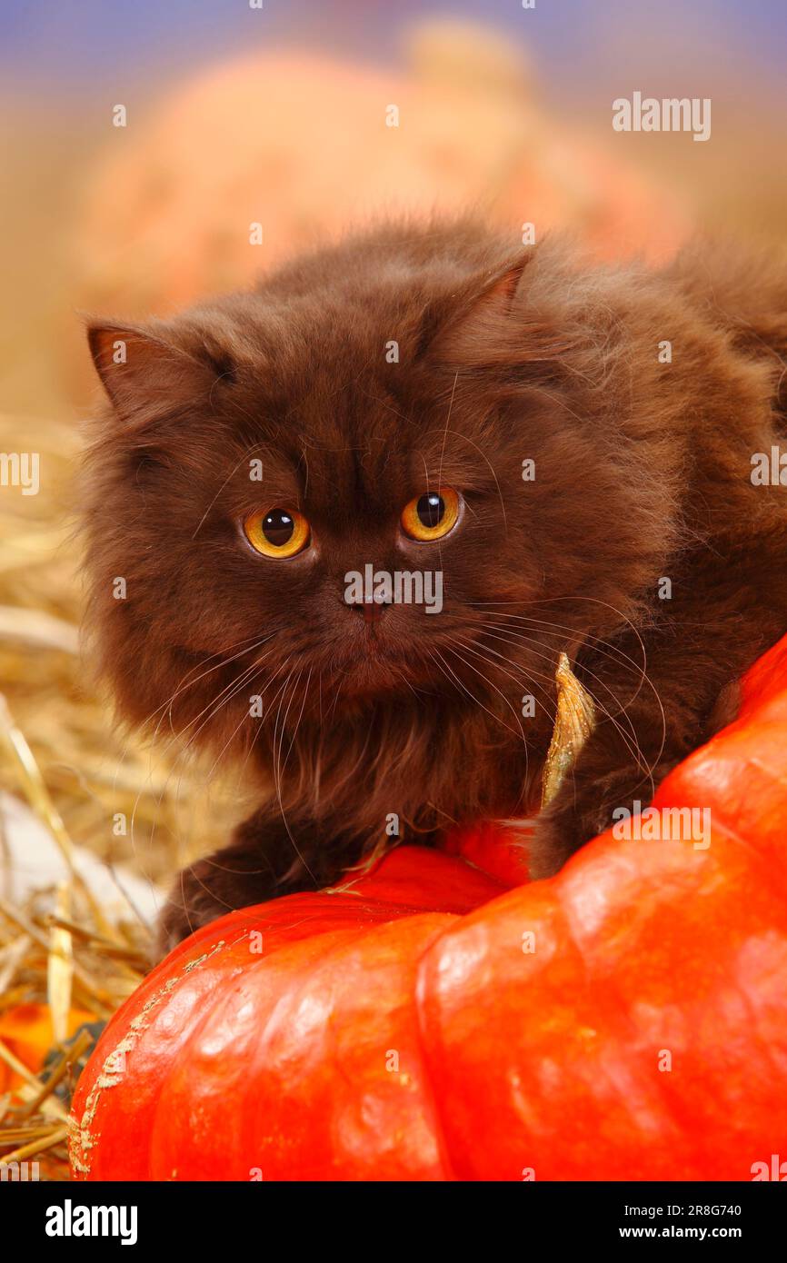 British longhair cat, chocolate, Highlander, Lowlander, Britanica ...