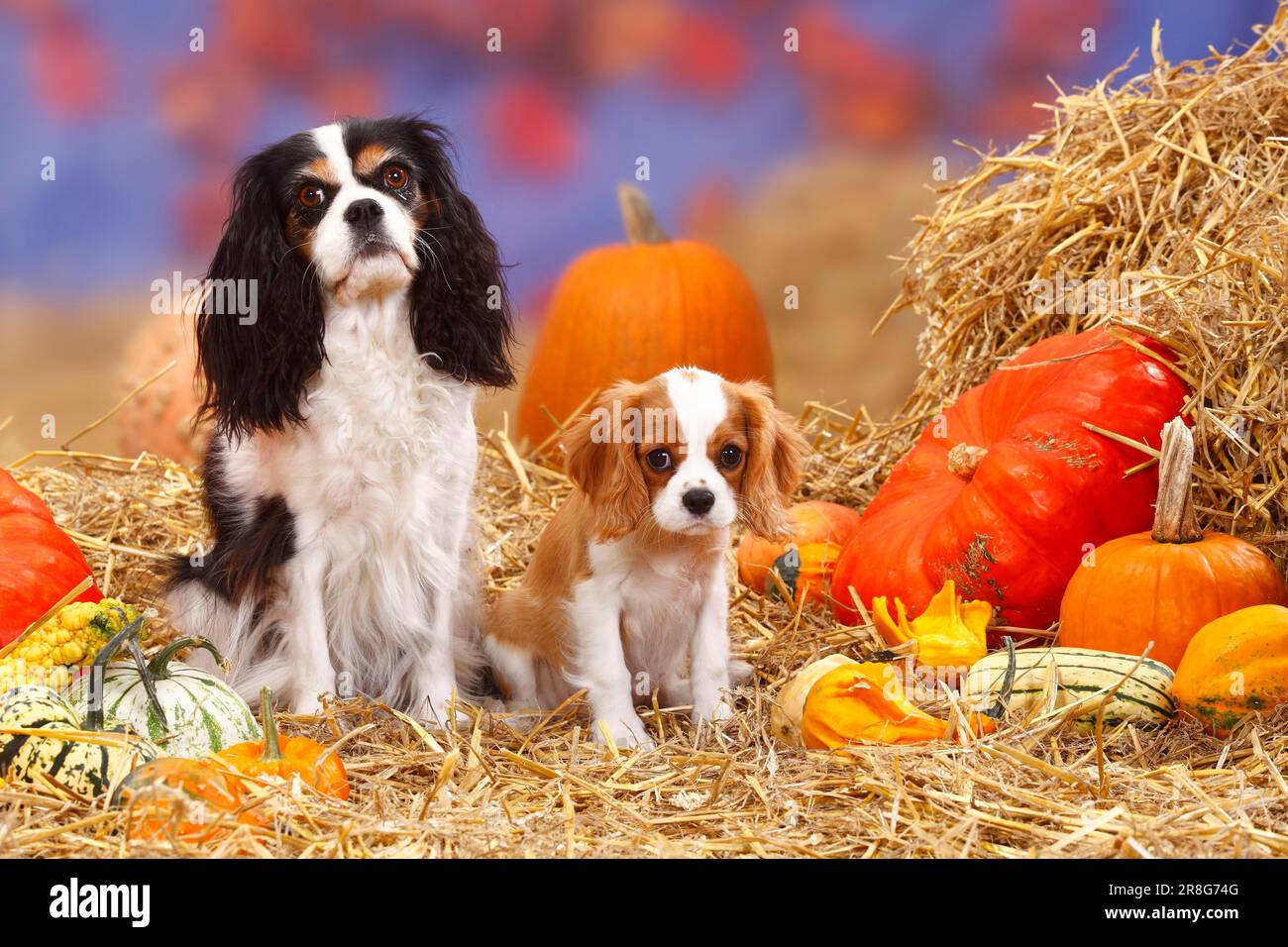 Cavalier King Charles Spaniel, tricolour, with puppy, Blenheim, straw ...