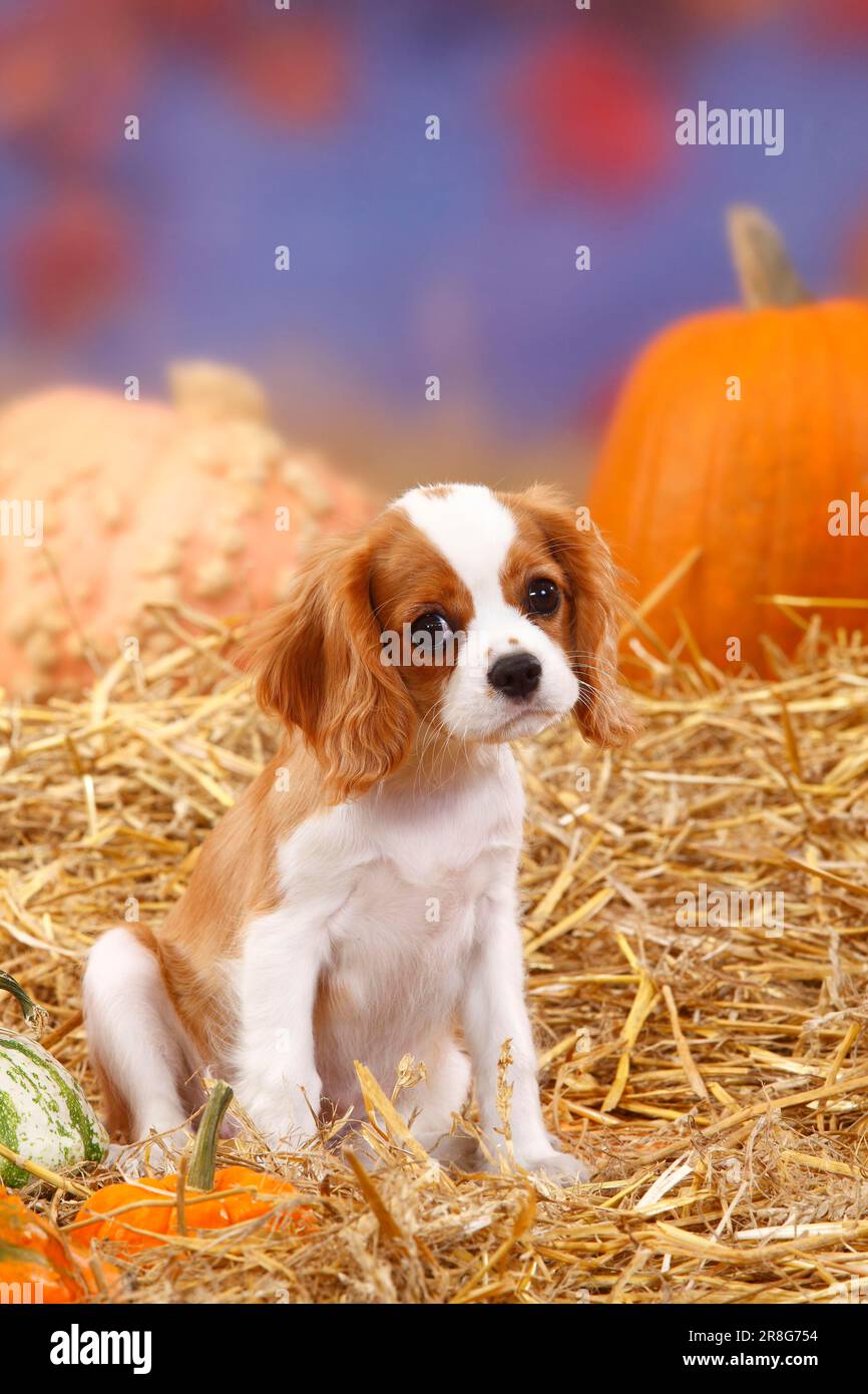 Cavalier King Charles Spaniel, puppy, Blenheim, 3 months, straw ...