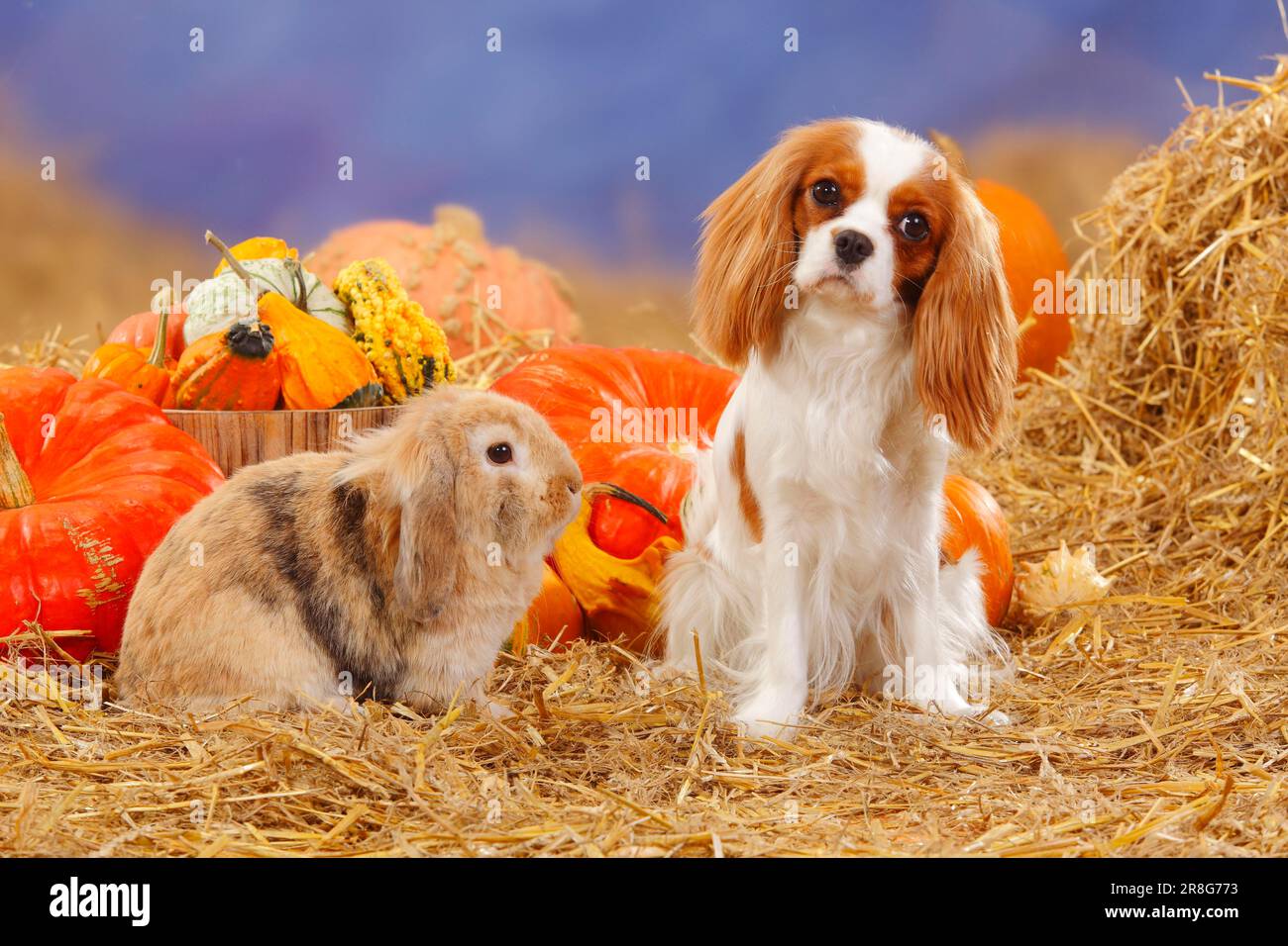 Cavalier King Charles Spaniel, Blenheim and Lop-eared Dwarf Rabbit ...