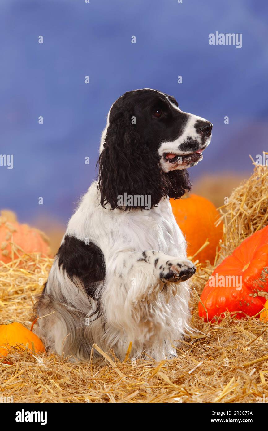 English Cocker Spaniel, black and white, paw raised, English Cocker ...