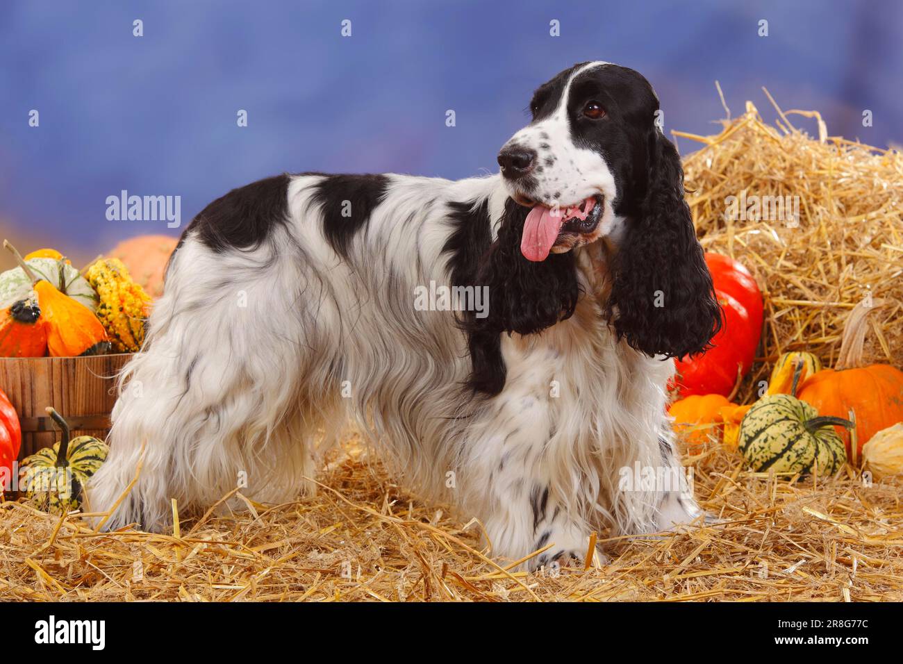 English Cocker Spaniel, black and white, English Cocker Spaniel, straw ...