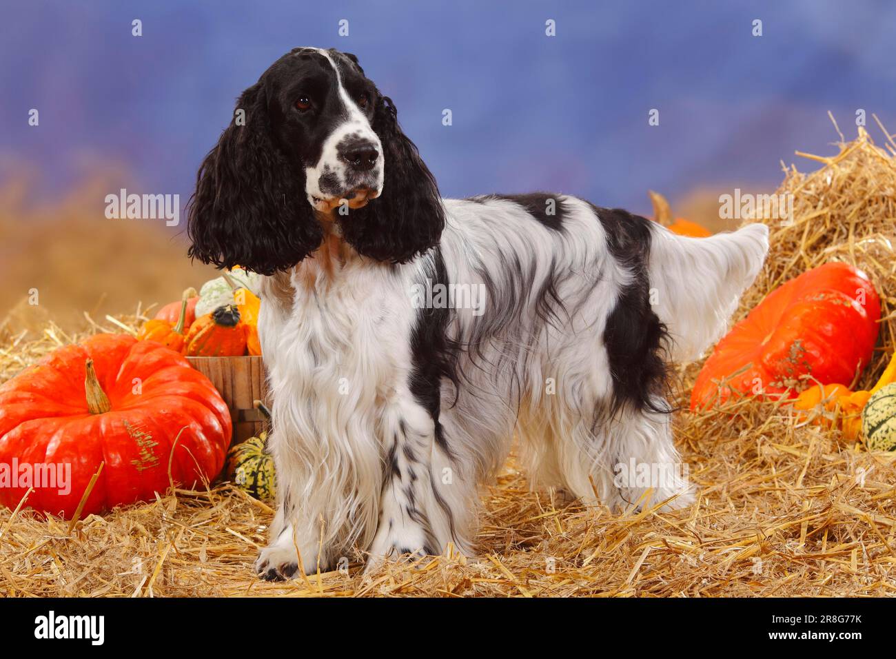 English Cocker Spaniel, black and white, straw, pumpkins Stock Photo ...