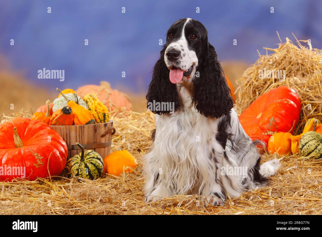 English Cocker Spaniel, black and white, straw, pumpkins Stock Photo ...