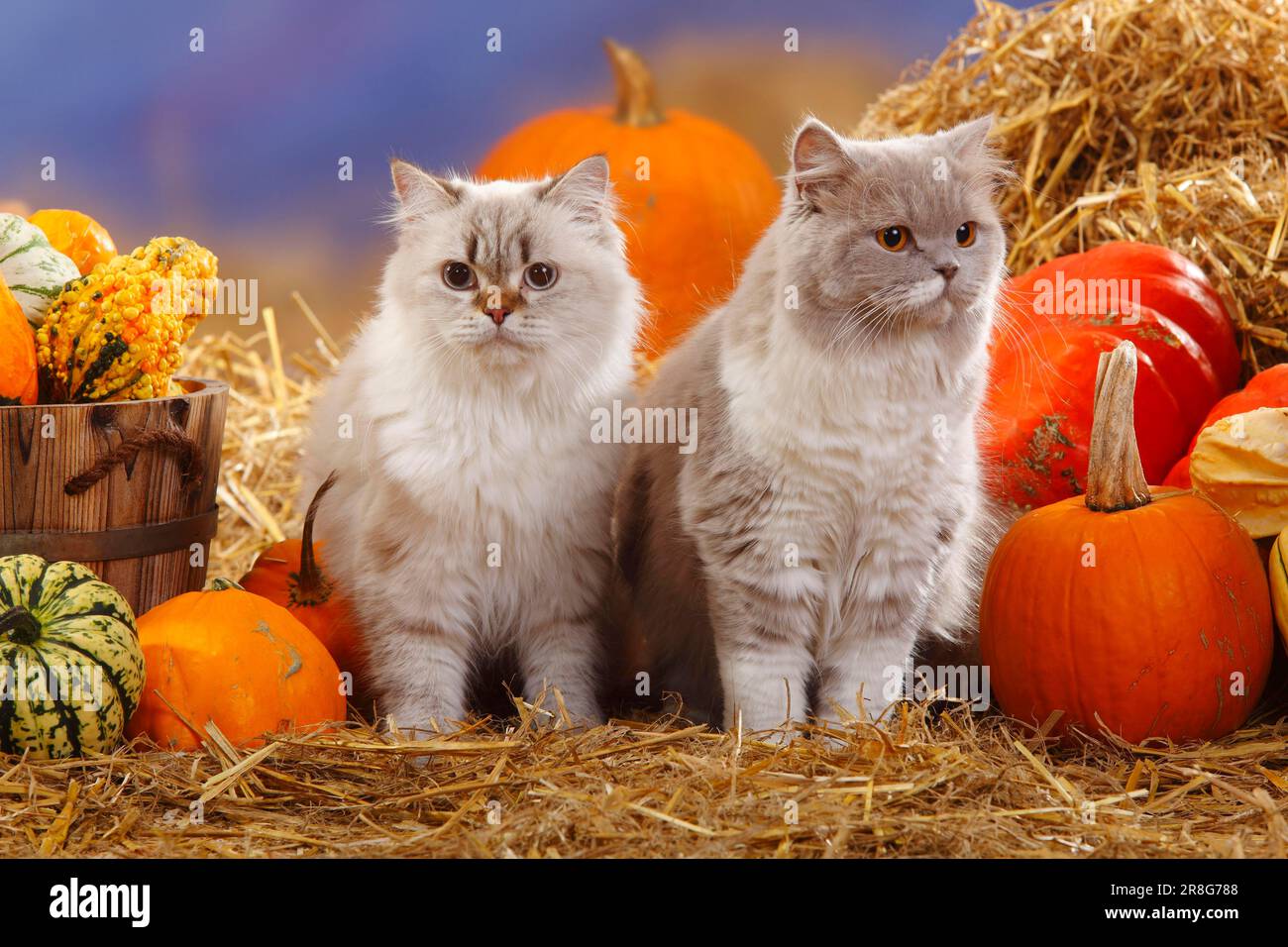 British longhair cat, chocolate-tabby-point and lilac-white, Highlander ...