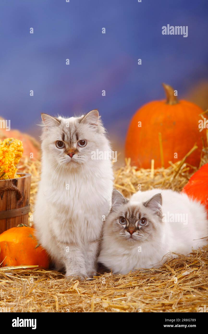 British longhair cat, chocolate-tabby-point, Highlander, Lowlander ...