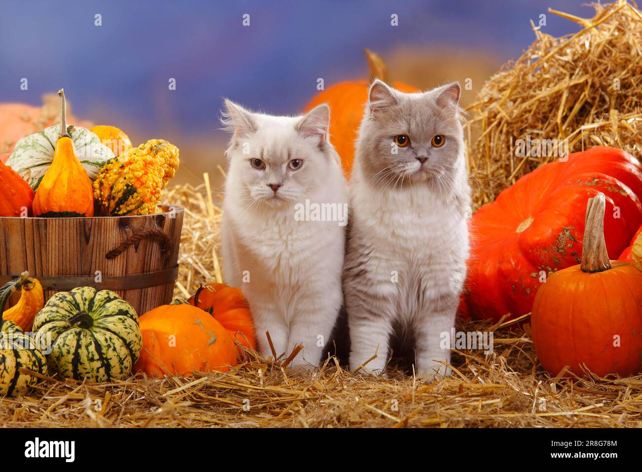 British longhair cat, lilac-point and lilac-white, Highlander ...