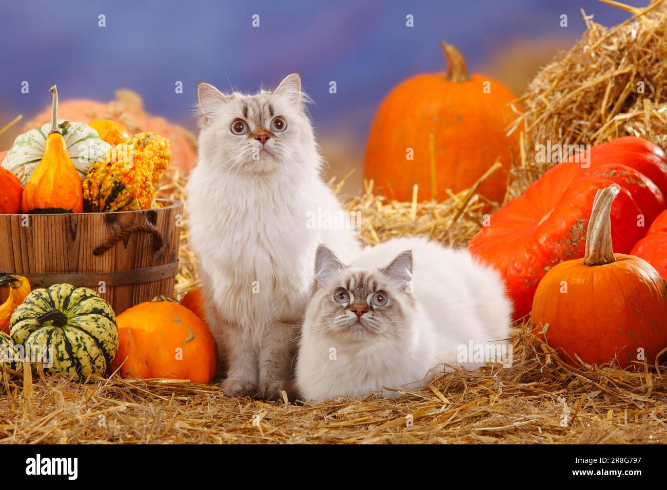 British longhair cat, chocolate-tabby-point, Highlander, Lowlander ...