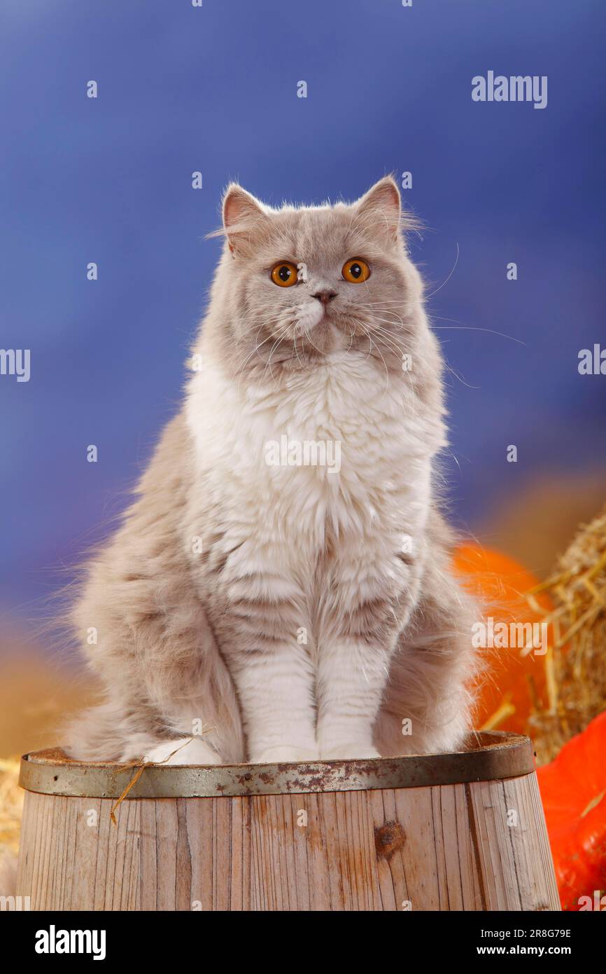 British longhair cat lilac white hi-res stock photography and images ...