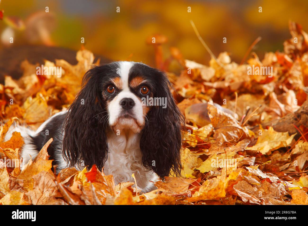 Cavalier king charles spaniel autumn hi-res stock photography and ...