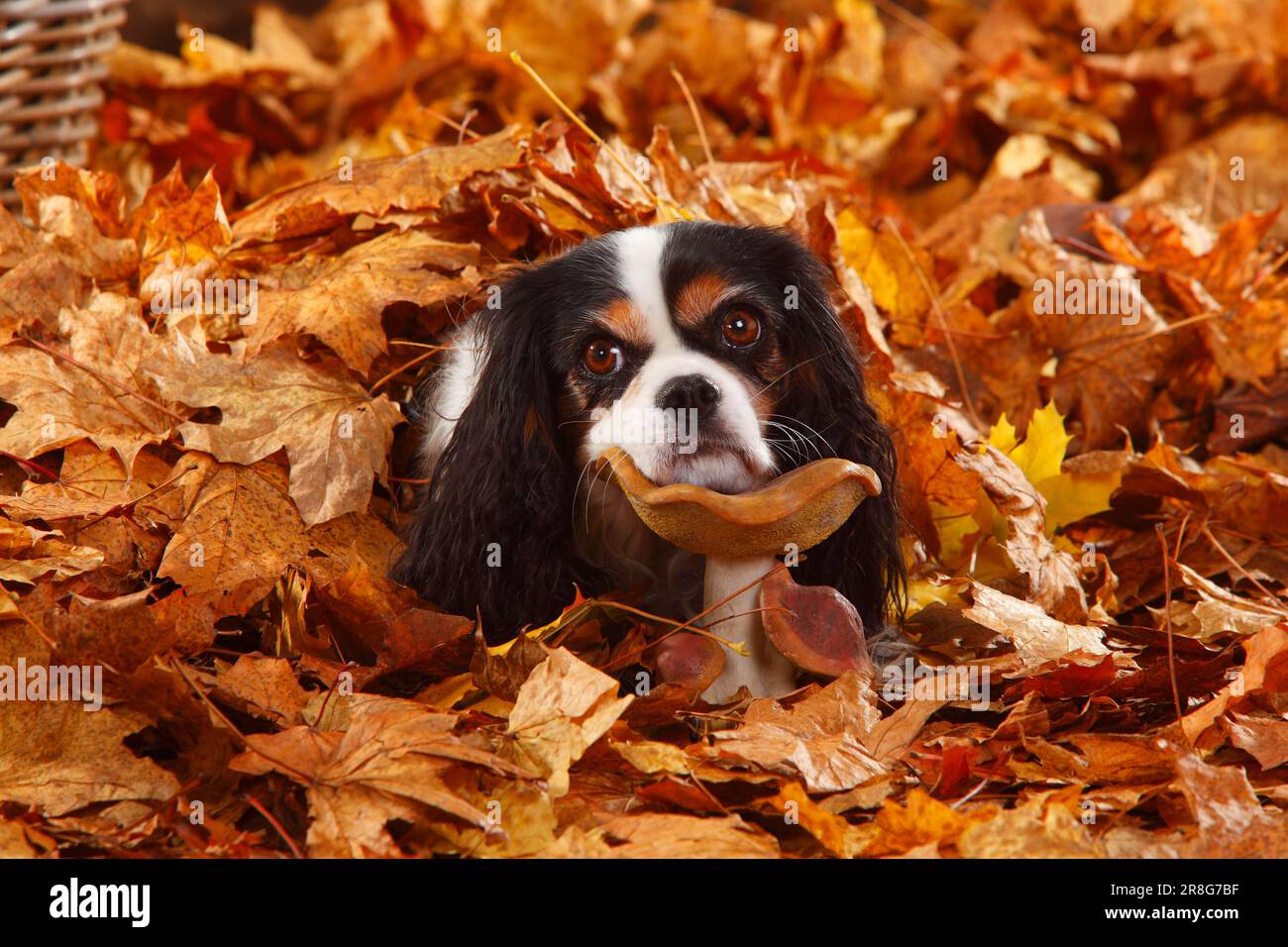 Cavalier King Charles Spaniel, tricolour, autumn leaves Stock Photo - Alamy
