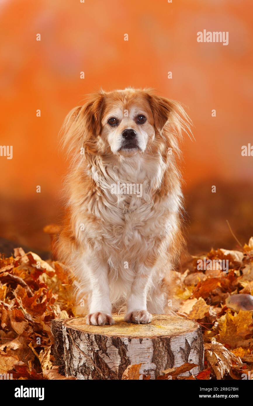 12 years old dog hi-res stock photography and images - Alamy