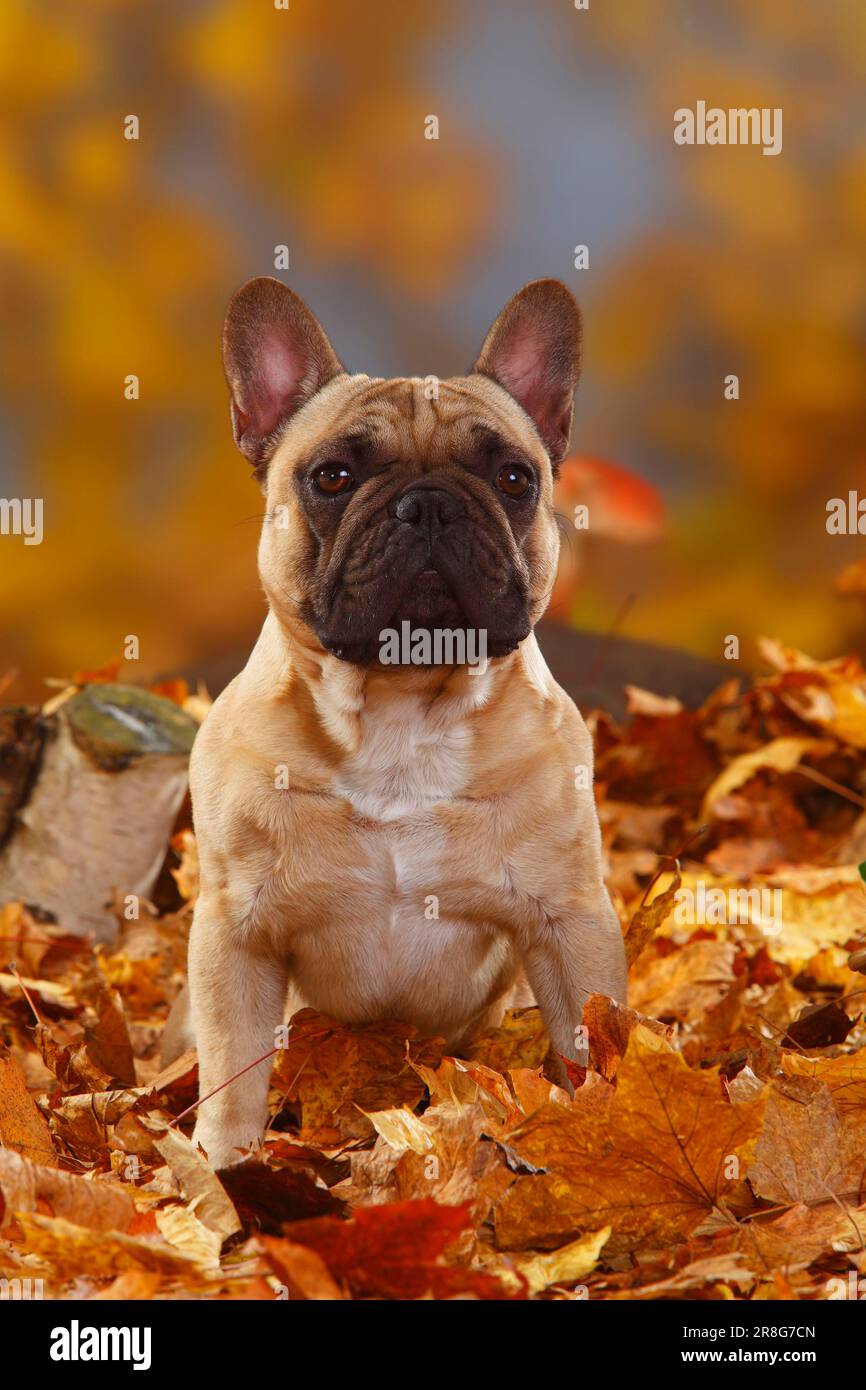 French Bulldog, Male, Autumn Foliage Stock Photo - Alamy