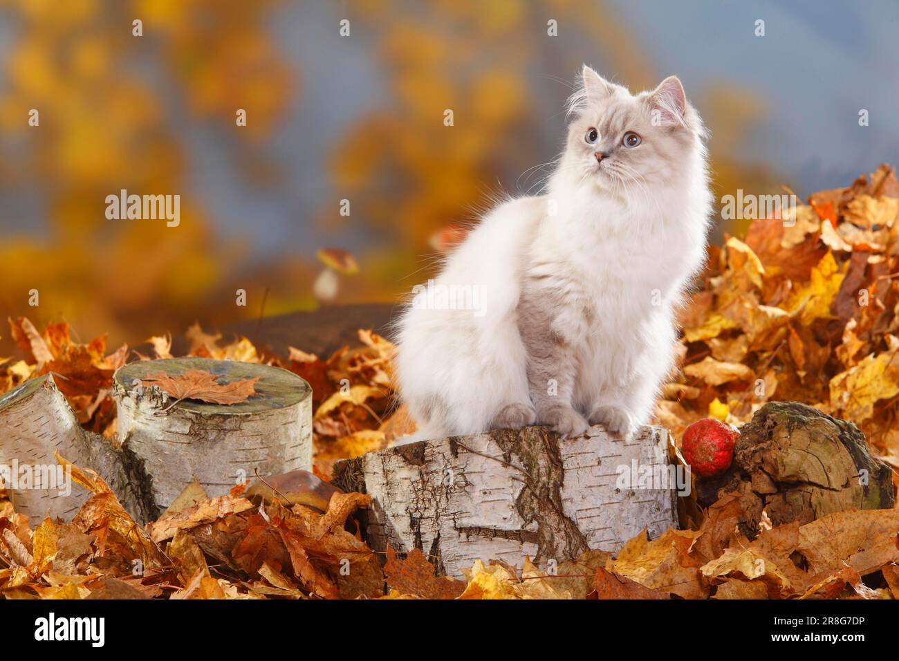 British longhair cat, blue-silver tabby-point, Highlander, Lowlander ...