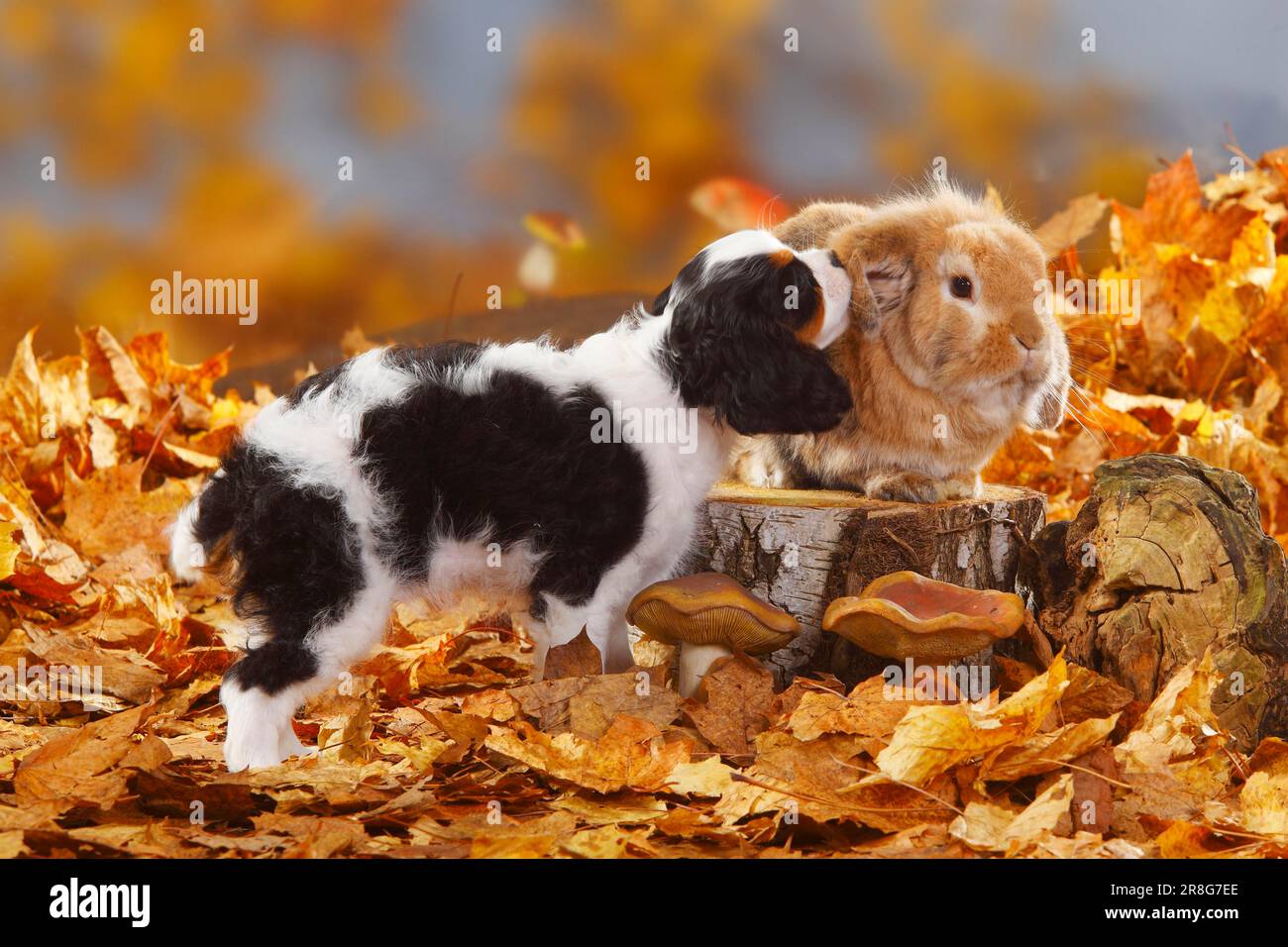 Cavalier King Charles Spaniel, puppy, tri-coloured, 11 weeks, and dwarf ...