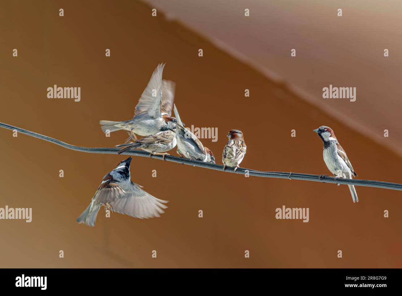 Funny little sparrows hi-res stock photography and images - Alamy