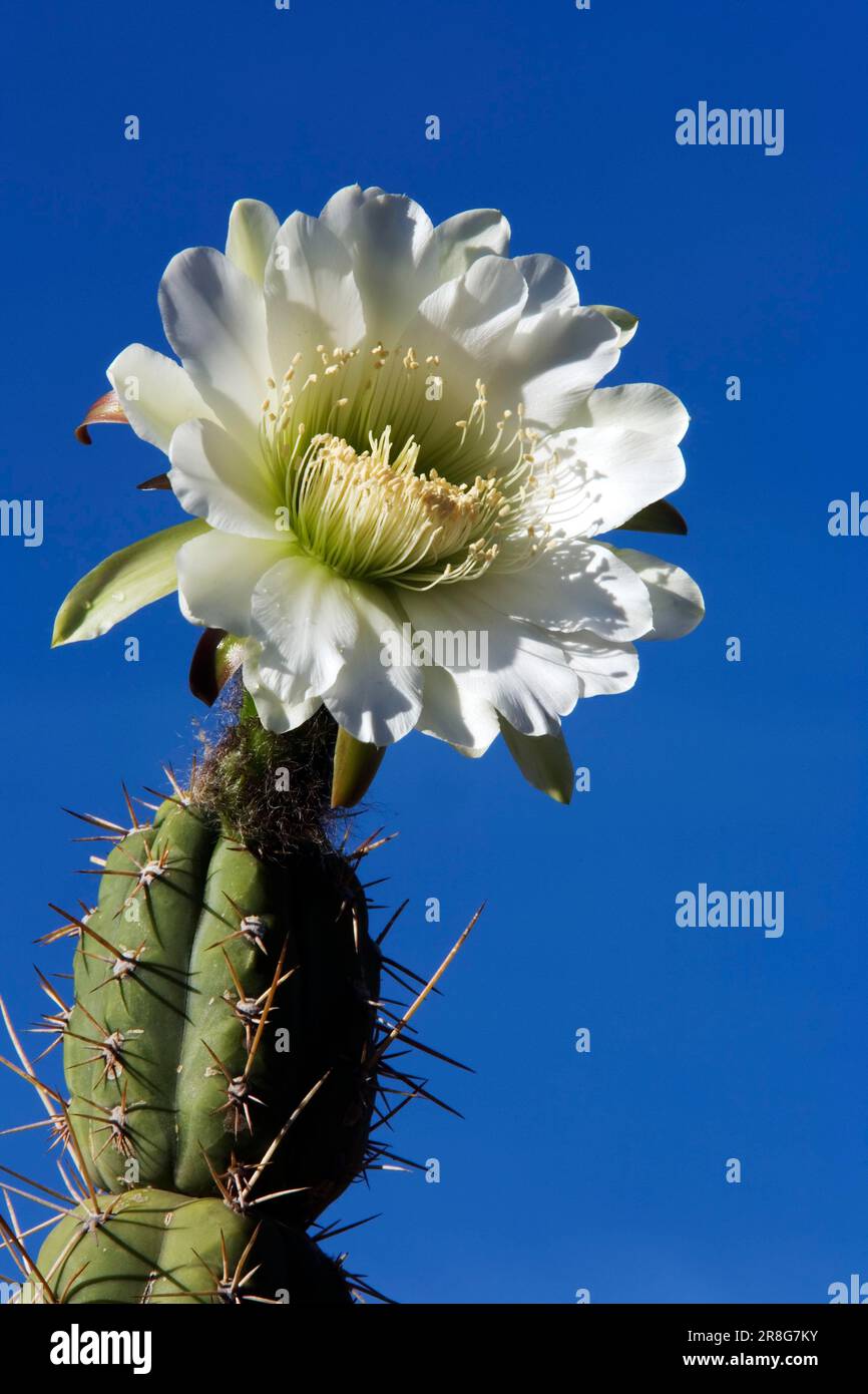 Cactus blossom, Province of Caylloma, Peru (Neoraimondia arequipensis ...