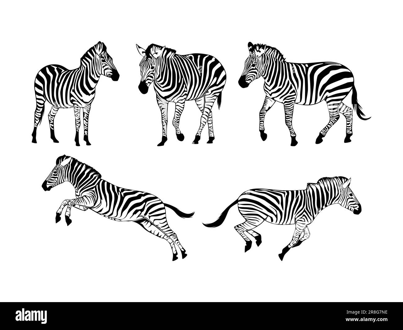 Set Of Zebras Silhouette Isolated On A White Background Vector