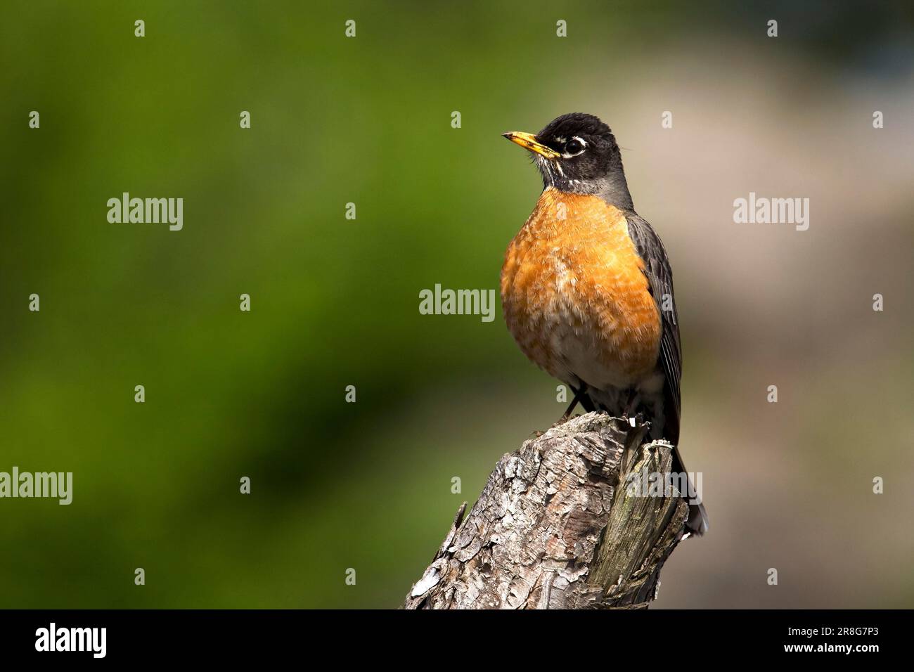 American Robin (Turdus migratorius), Montreal, Canada Stock Photo - Alamy