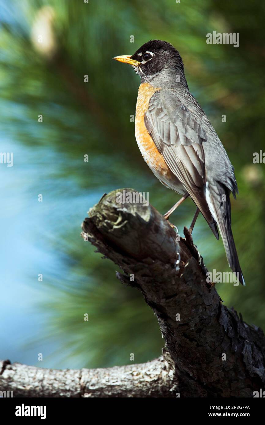 Canadian robin hi-res stock photography and images - Alamy