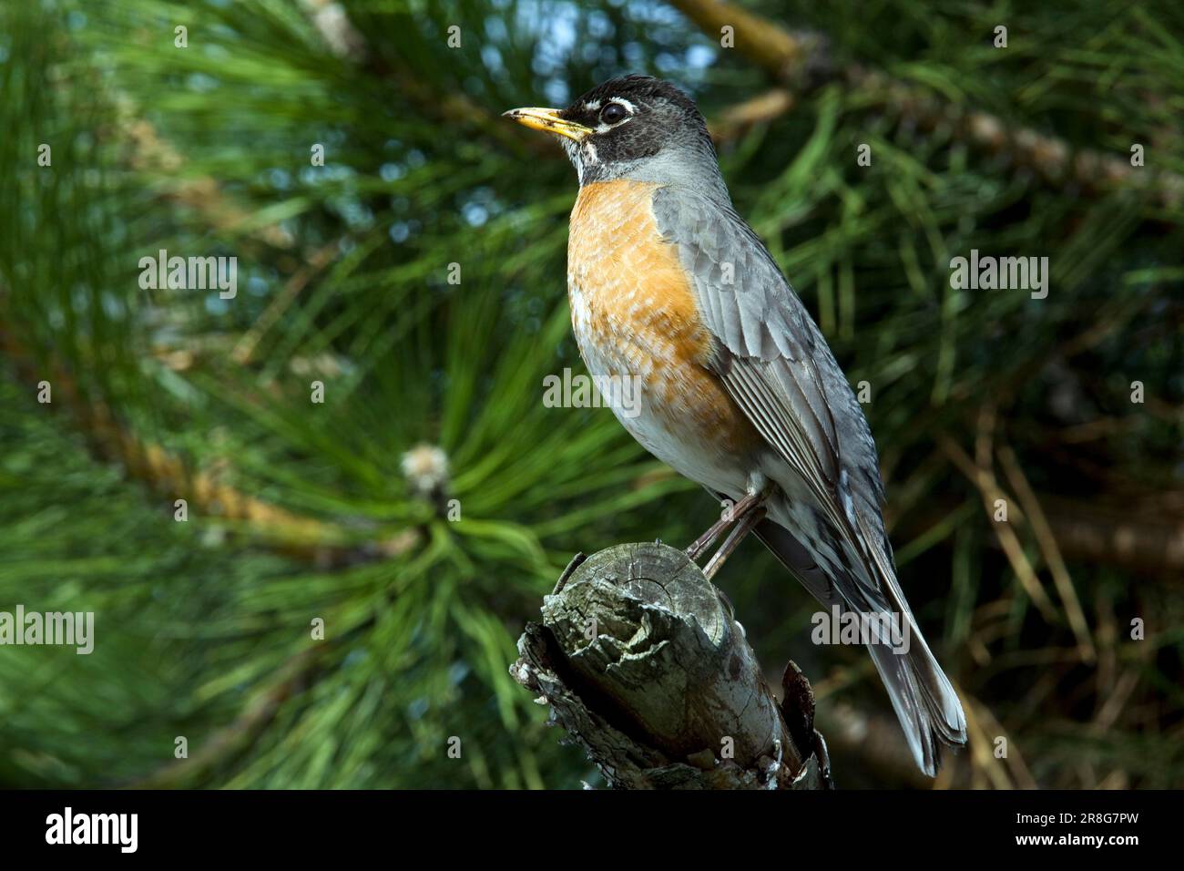 Canadian robin hi-res stock photography and images - Alamy