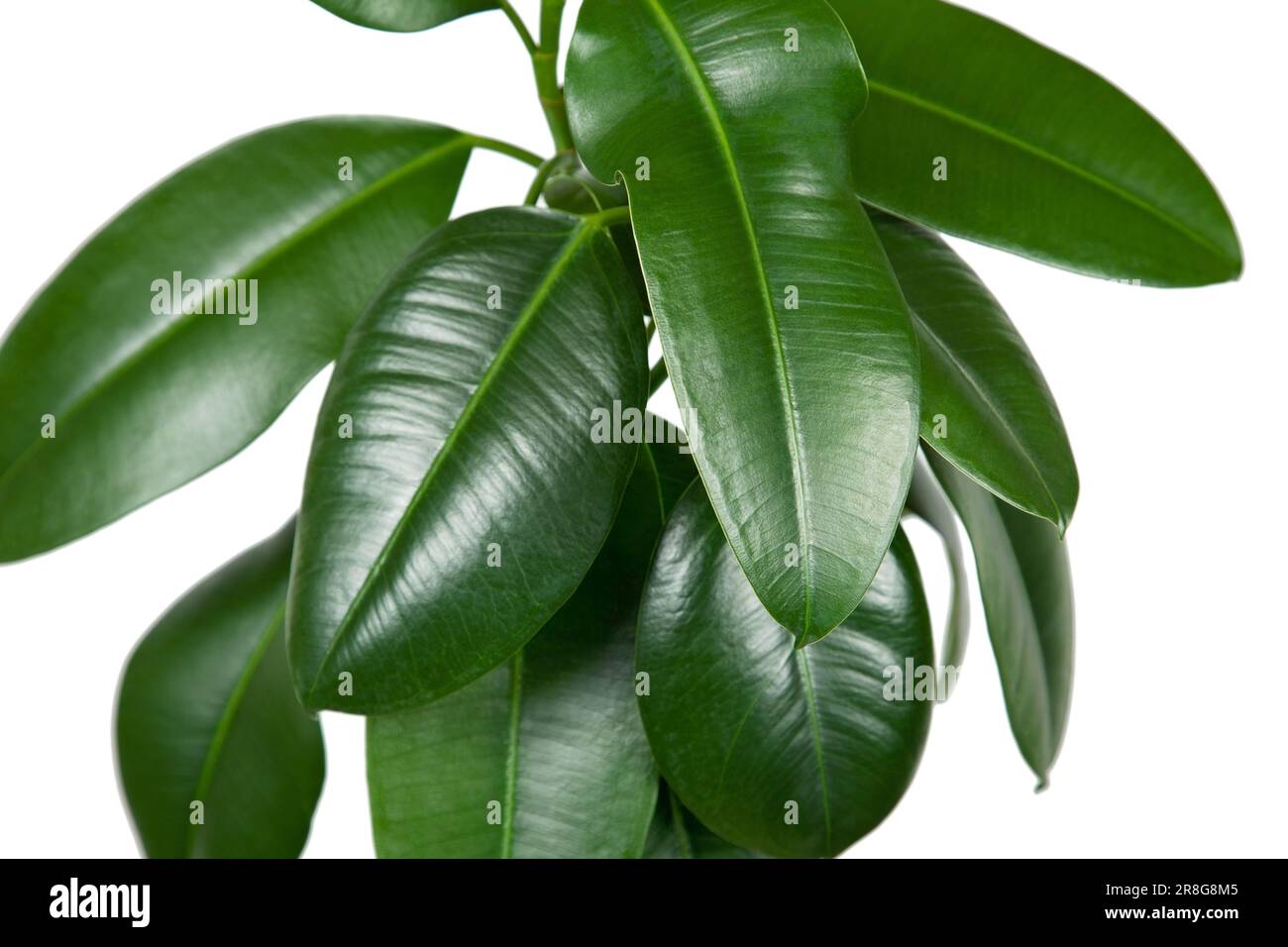 Ficus elastica, indoor plant, leaves close-up on a white background ...