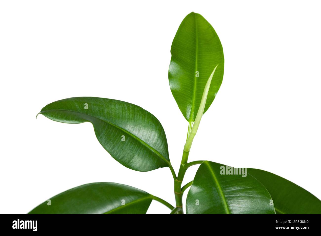 Ficus elastica, indoor plant, leaves close-up on a white background ...
