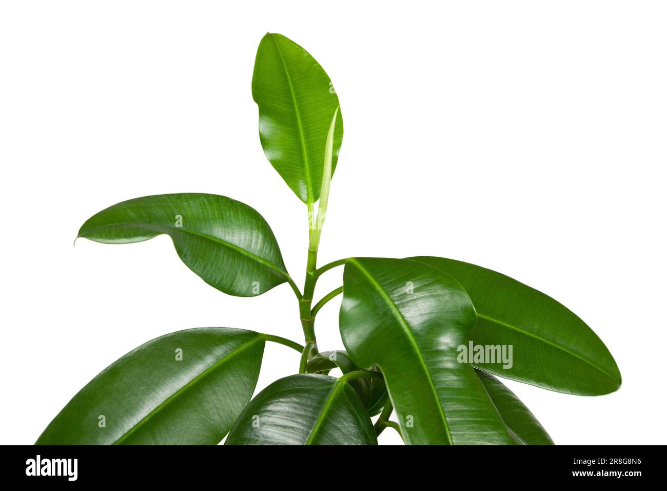 Ficus elastica, indoor plant, leaves close-up on a white background ...