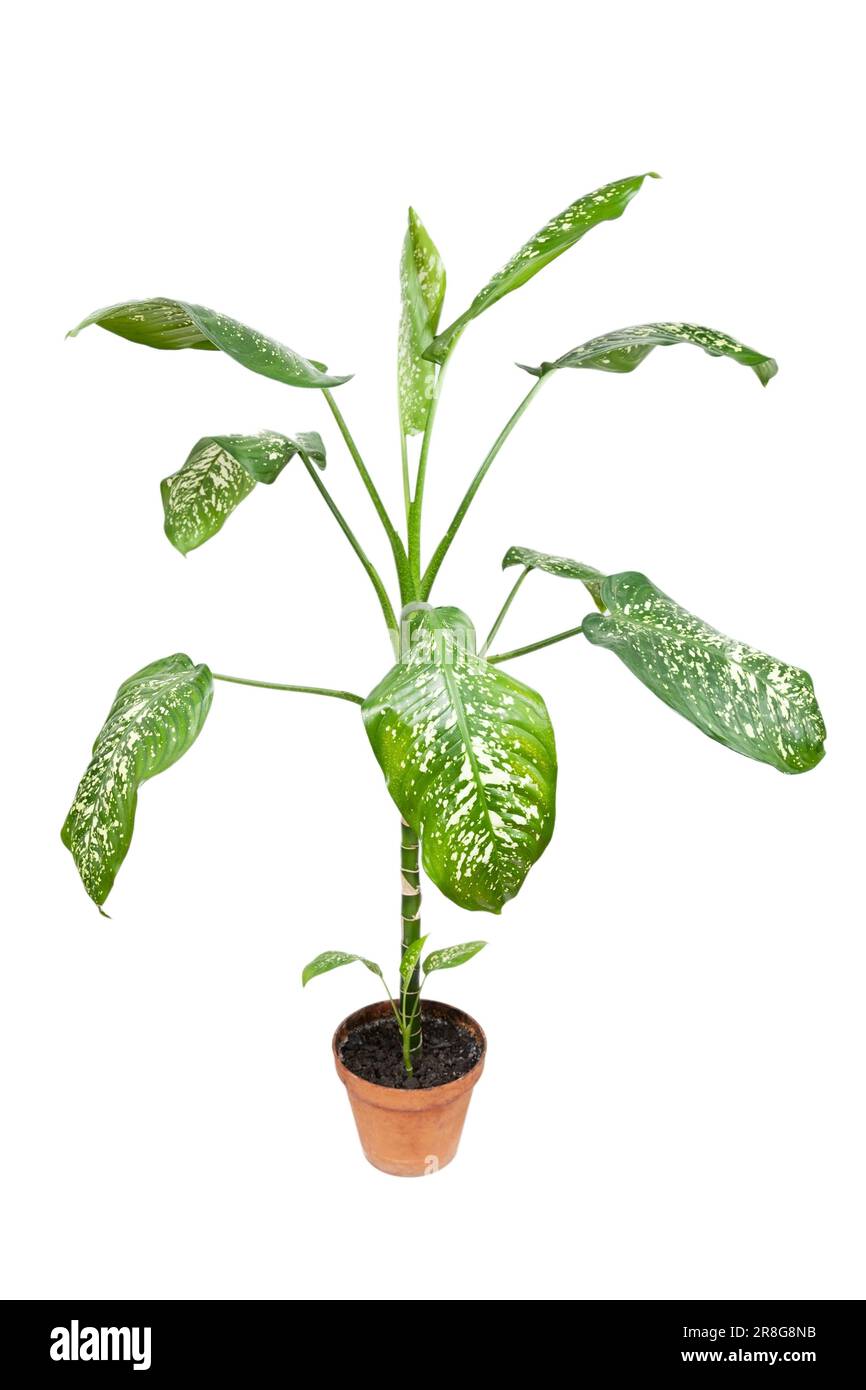 Dieffenbachia plant, houseplant in a pot on a white background Stock ...