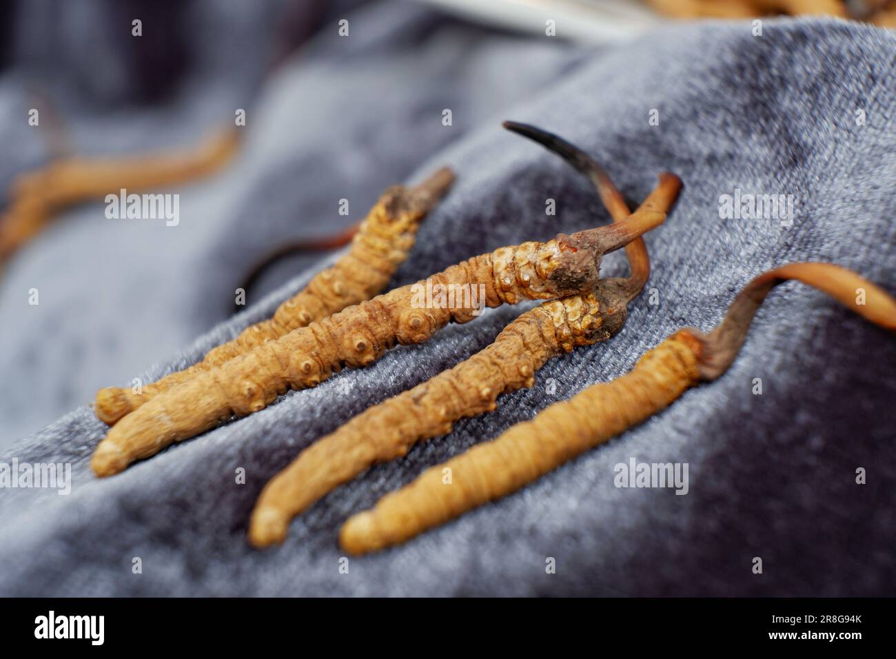 A variety of traditional Chinese delicacies including Sinensis Chinese ...