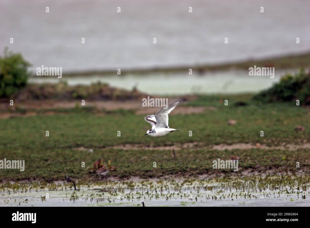 Little Gull (Hydrocoloeus minutus) immature in flight Norfolk, UK. May ...
