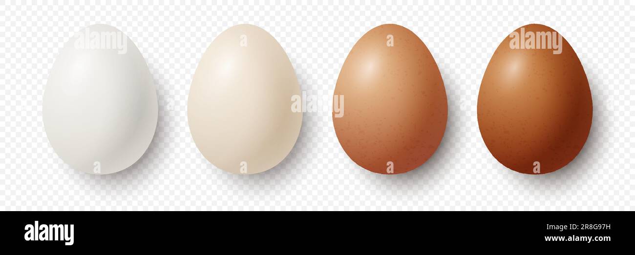 6 Six Vector 3d Realistic White, Brown Chicken Eggs in Opened Carton Paper Box, Container ...