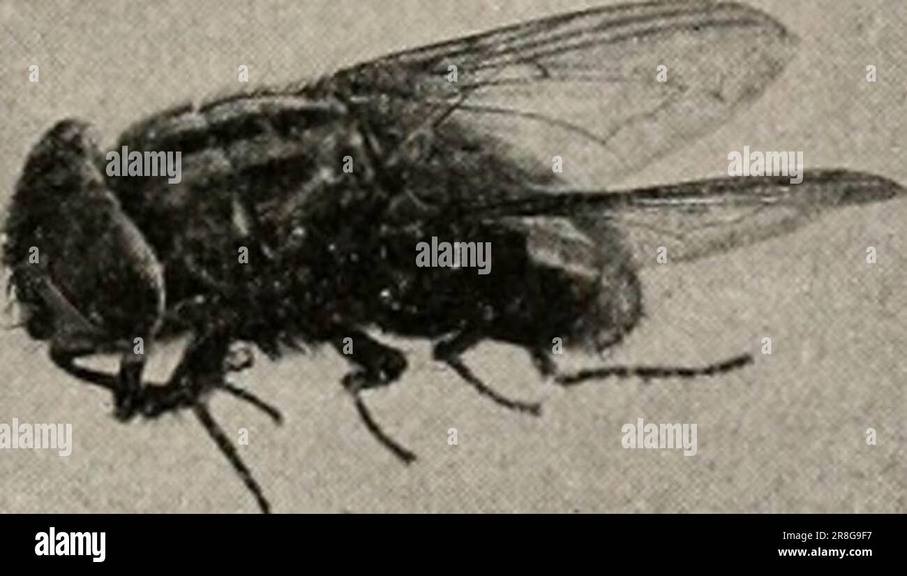 Screw worm fly hi-res stock photography and images - Alamy