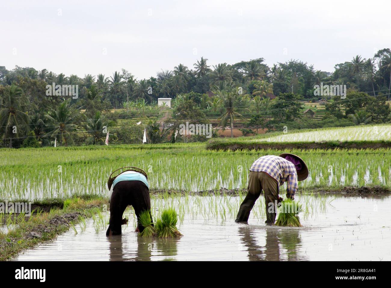 Cultivated rice fields in hi-res stock photography and images - Alamy
