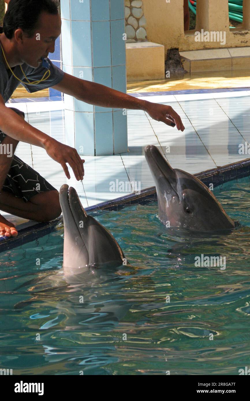 Dolphins, Singapore, Asia Stock Photo - Alamy