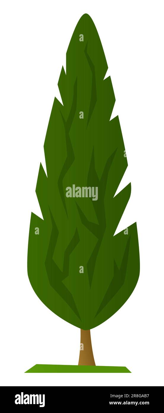 Single evergreen leaf Stock Vector Images - Alamy