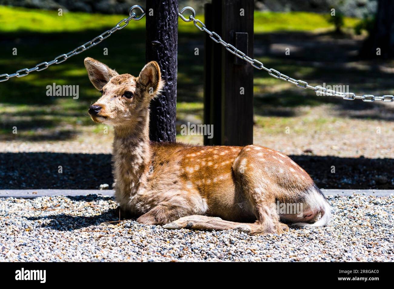 Tame deer in Nara/Japan Stock Photo - Alamy