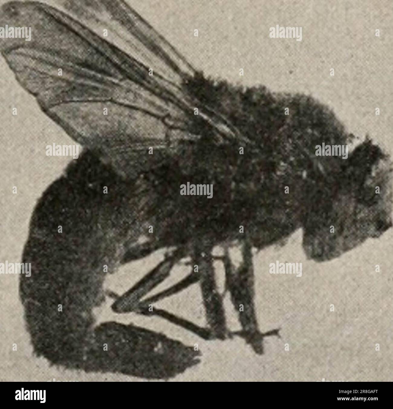 Gastrophilus equi hi-res stock photography and images - Alamy