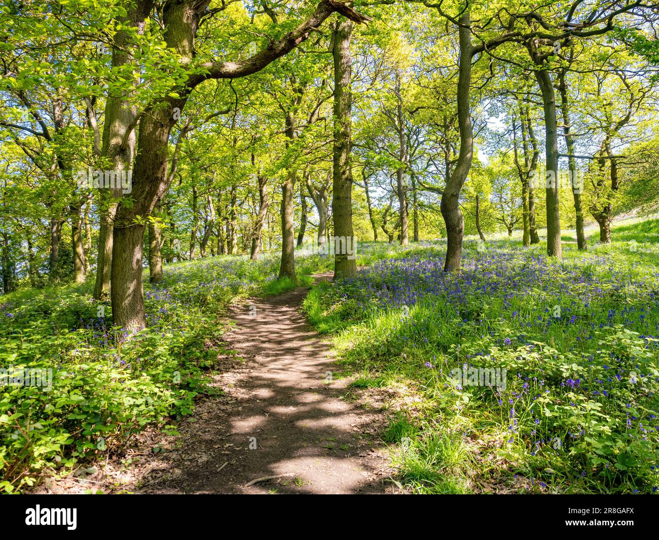 A path through Newton Wood leading to Roseberry Topping. North ...